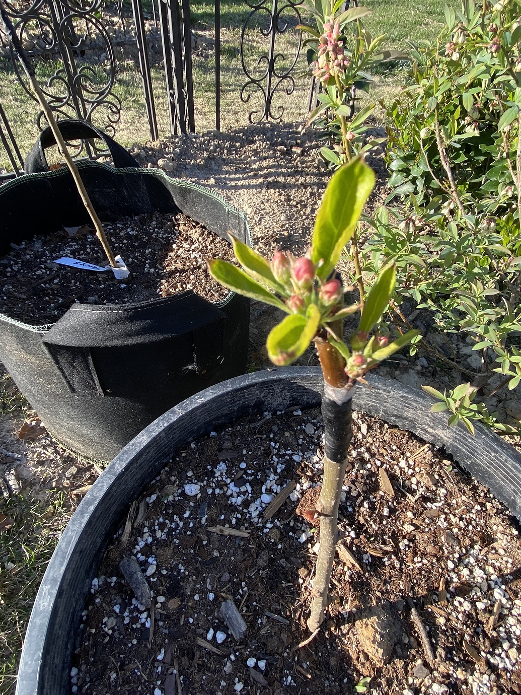 Flowering Scions - General Fruit Growing - Growing Fruit