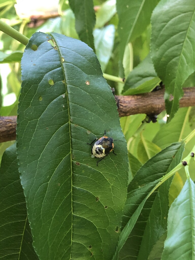 Bug ID/peach - General Fruit Growing - Growing Fruit