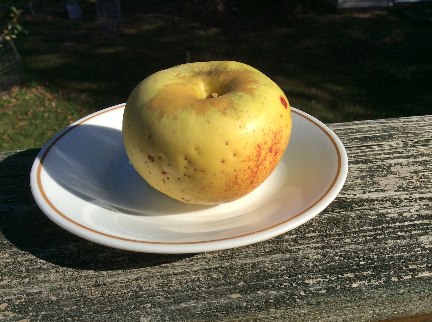 Best tasting apples - General Fruit Growing - Growing Fruit