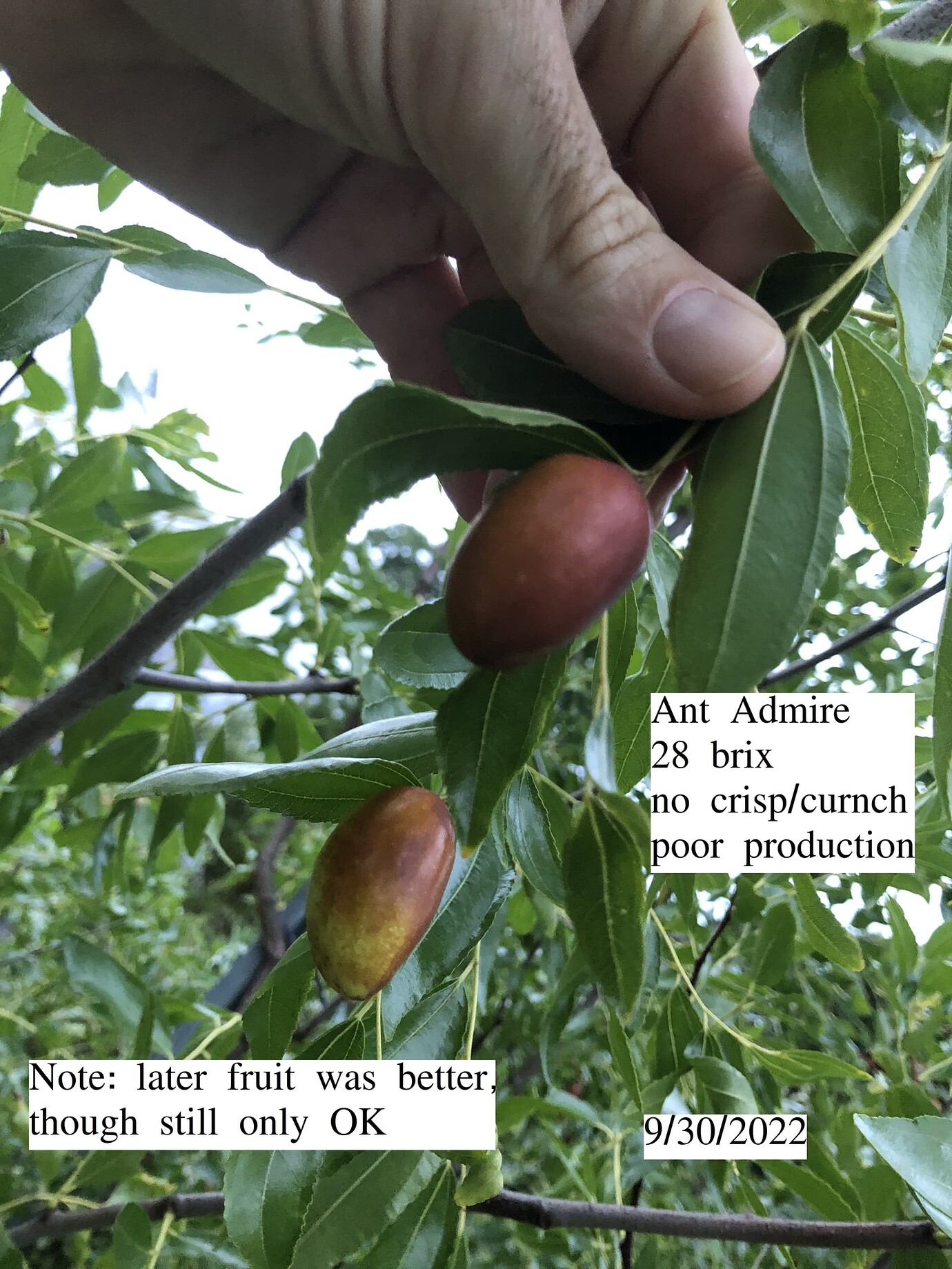 Jujube variety pics - General Fruit Growing - Growing Fruit