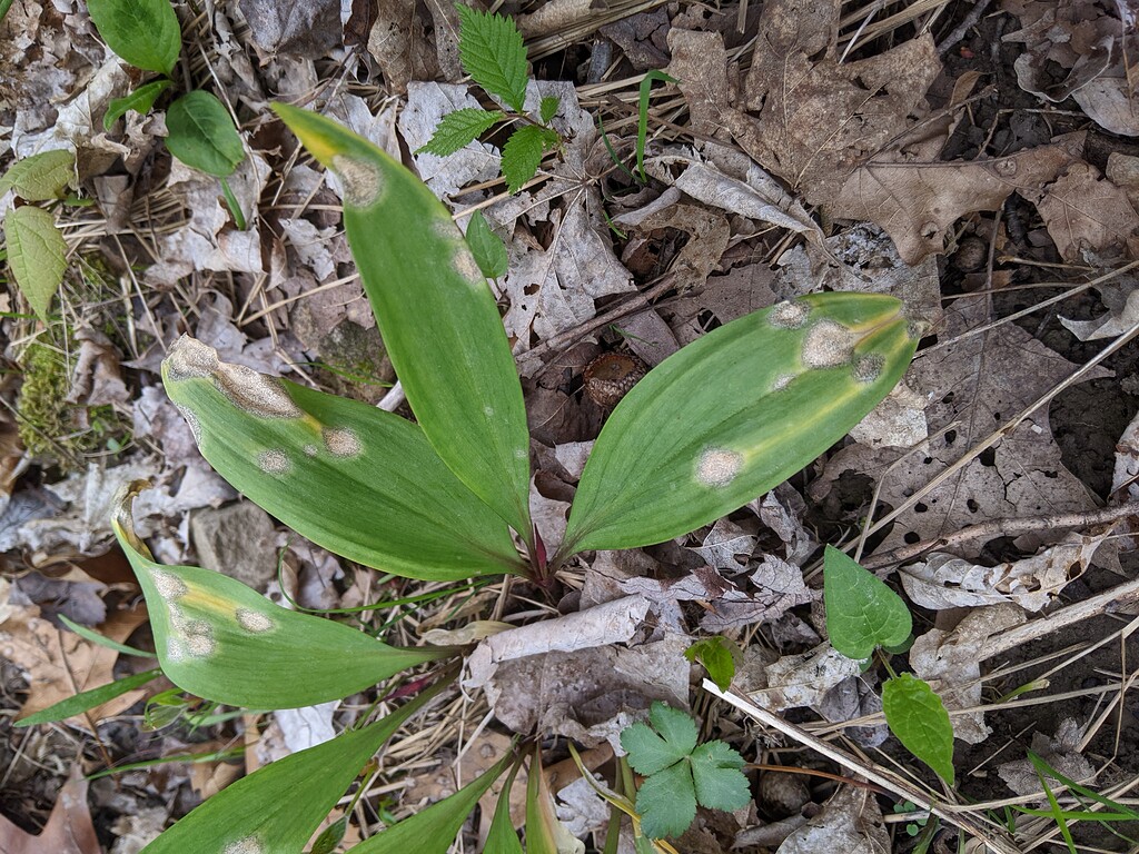 Ramp (Allium tricoccum) leaf wilt disease - General Gardening - Growing ...