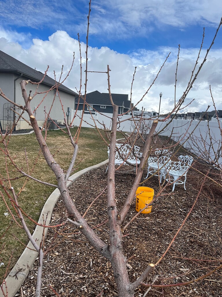 Scaffolding question on peach tree - General Fruit Growing - Growing Fruit