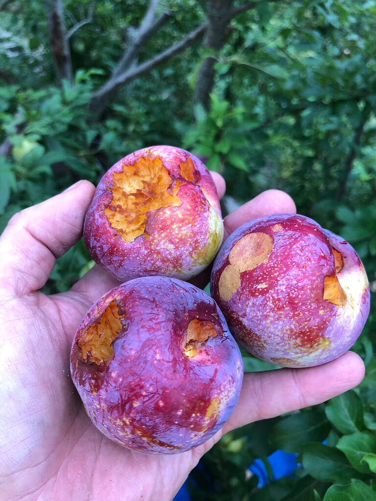 Birds and yellow jackets - General Fruit Growing - Growing Fruit