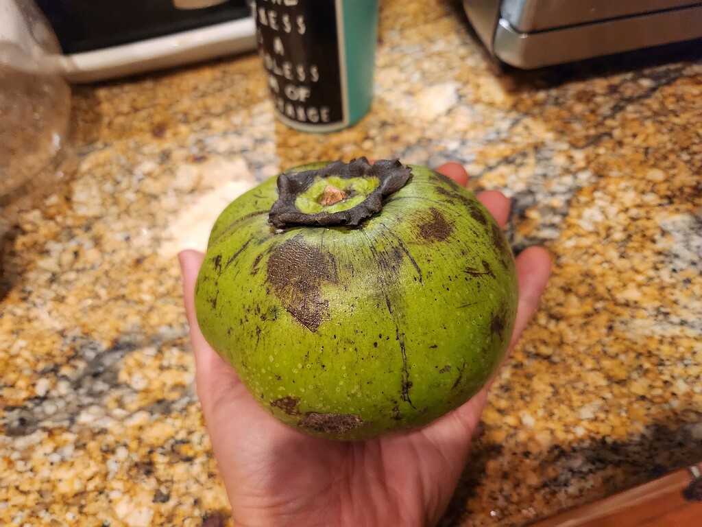 Interesting tropical fruits to try in Philadelphia (via local online ...