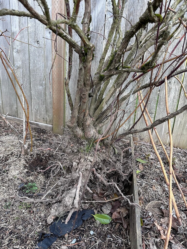 Calling blueberry experts on increasing yields - General Fruit Growing ...