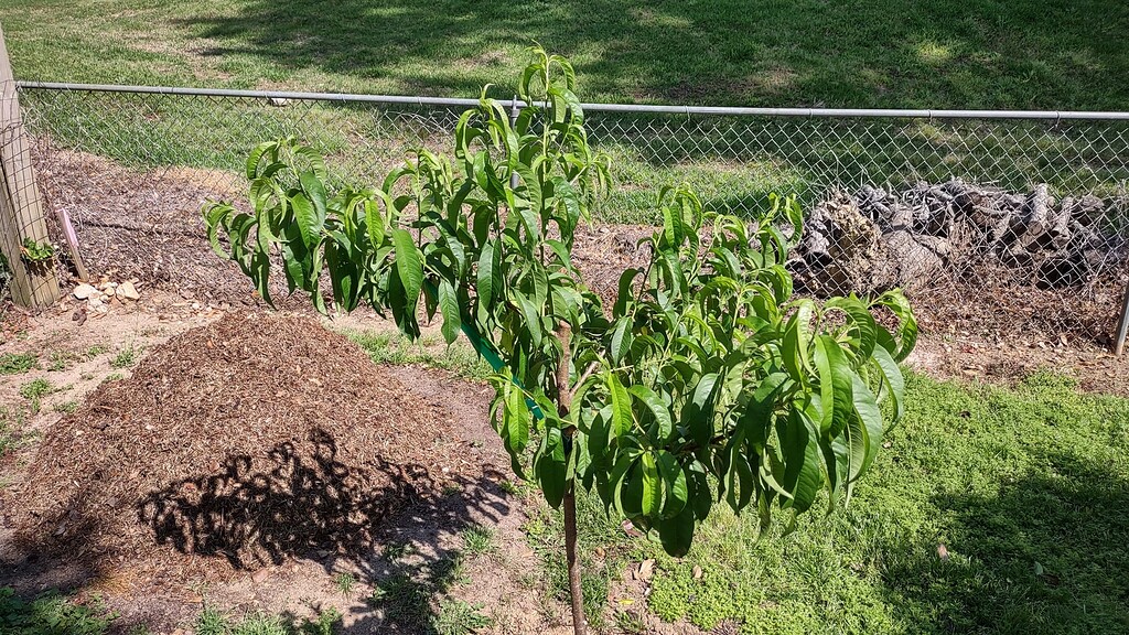 Good to prune upright shoots on young actively growing peach tree ...