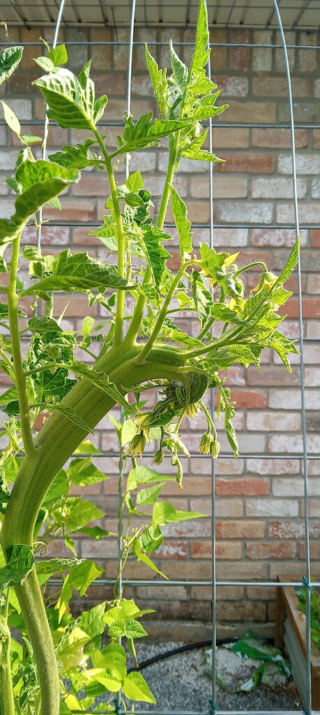 Mutant Tomato - General Fruit Growing - Growing Fruit