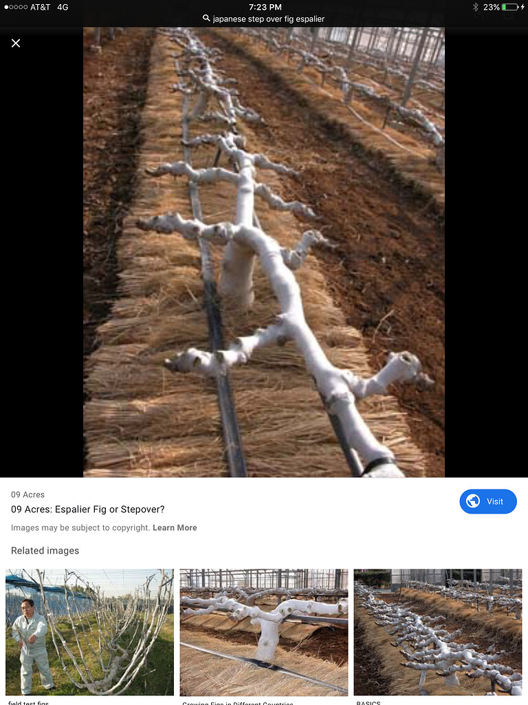 Step over figs - General Fruit Growing - Growing Fruit