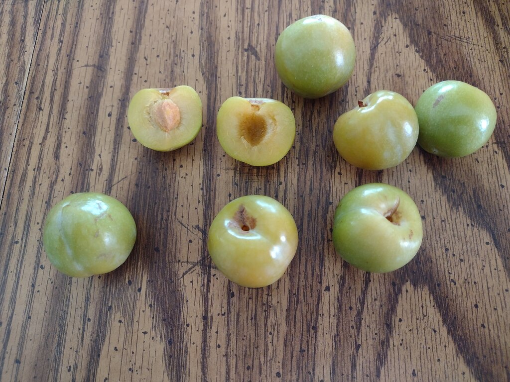 What variety is this Pluot? - General Fruit Growing - Growing Fruit