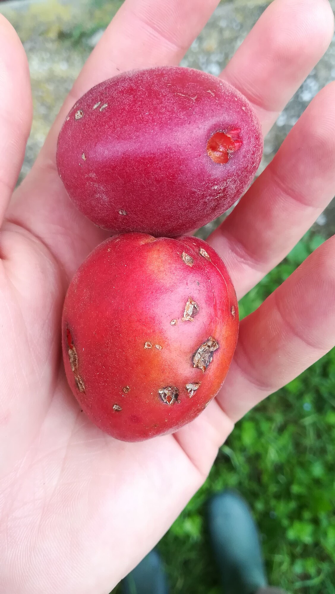 Sweet Red Apricot varieties? - General Fruit Growing - Growing Fruit