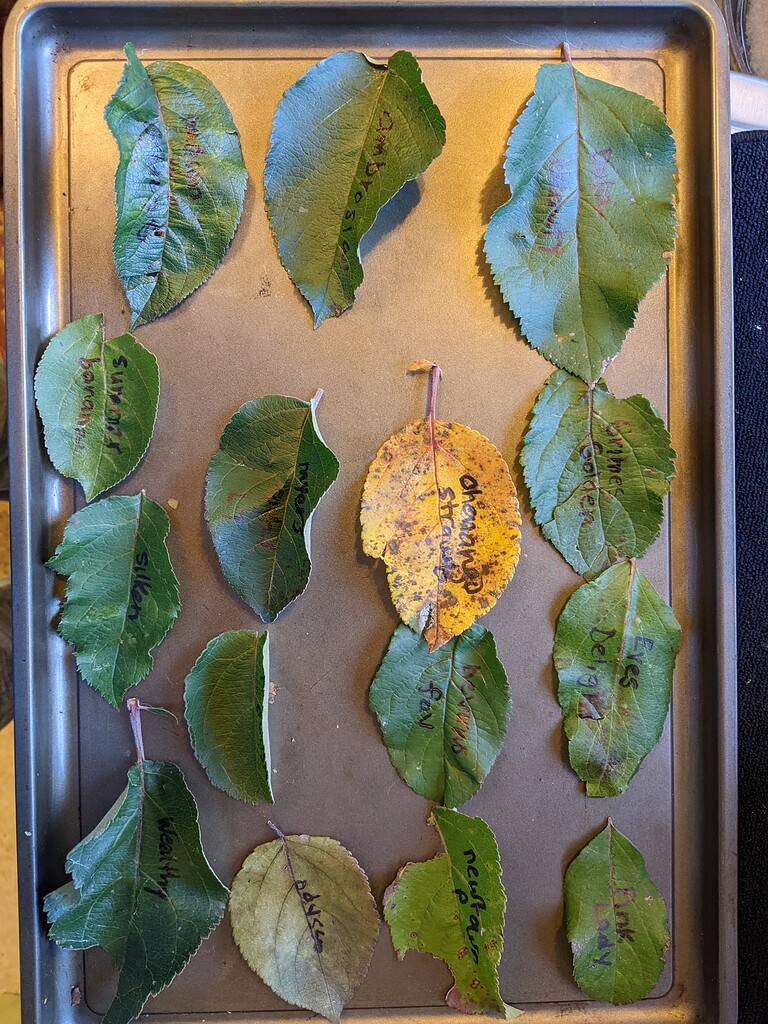 Bet mine is bigger than yours--Dula Beauty - General Fruit Growing ...