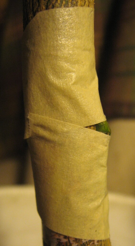 T-Budding citrus trees - General Fruit Growing - Growing Fruit