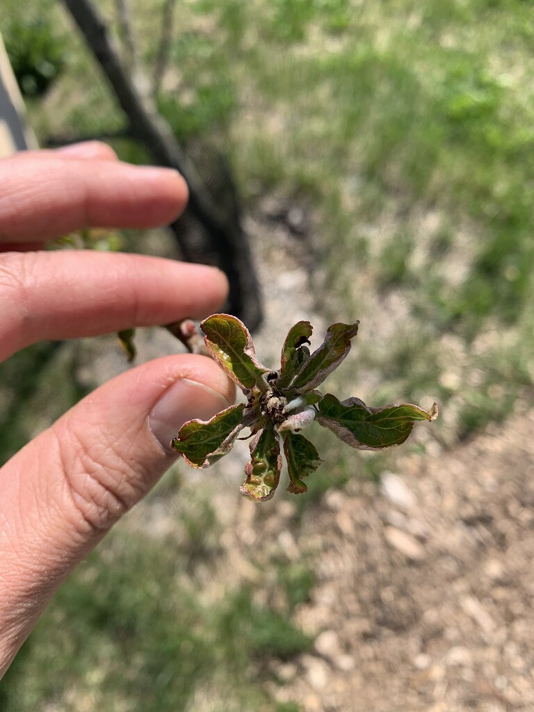 Apple and cherry ugliness - General Fruit Growing - Growing Fruit