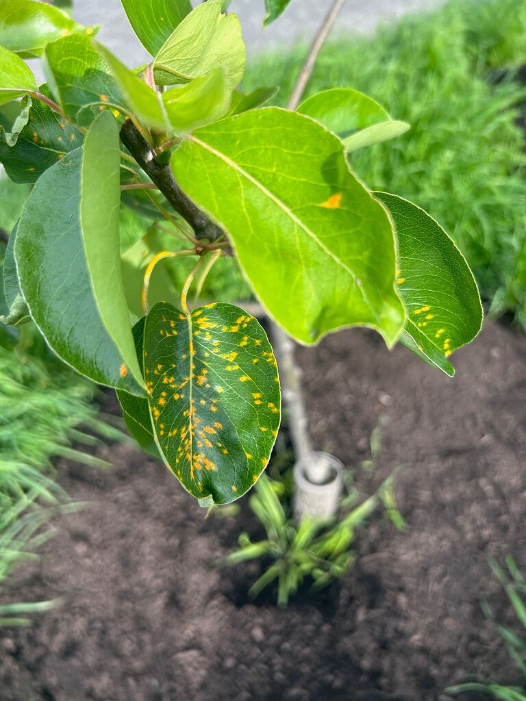 Is this pear rust? Is there any hope to get rid of it and if yes, what ...