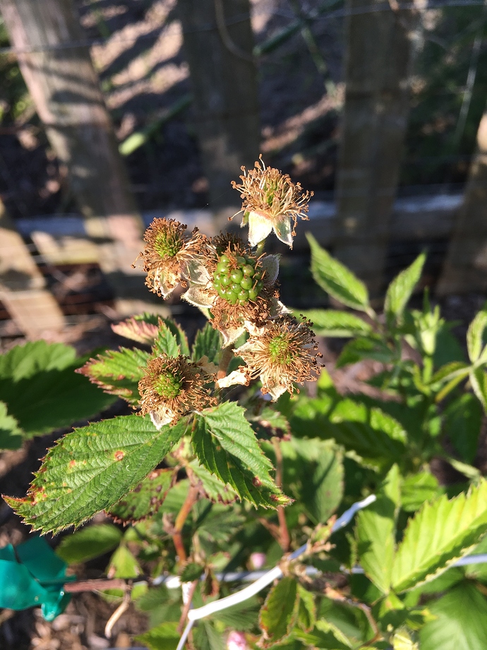 Prime Ark Freedom blackberries - Primocanes starting to bloom along ...