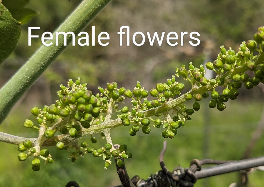 Grape breeding 101 - General Fruit Growing - Growing Fruit