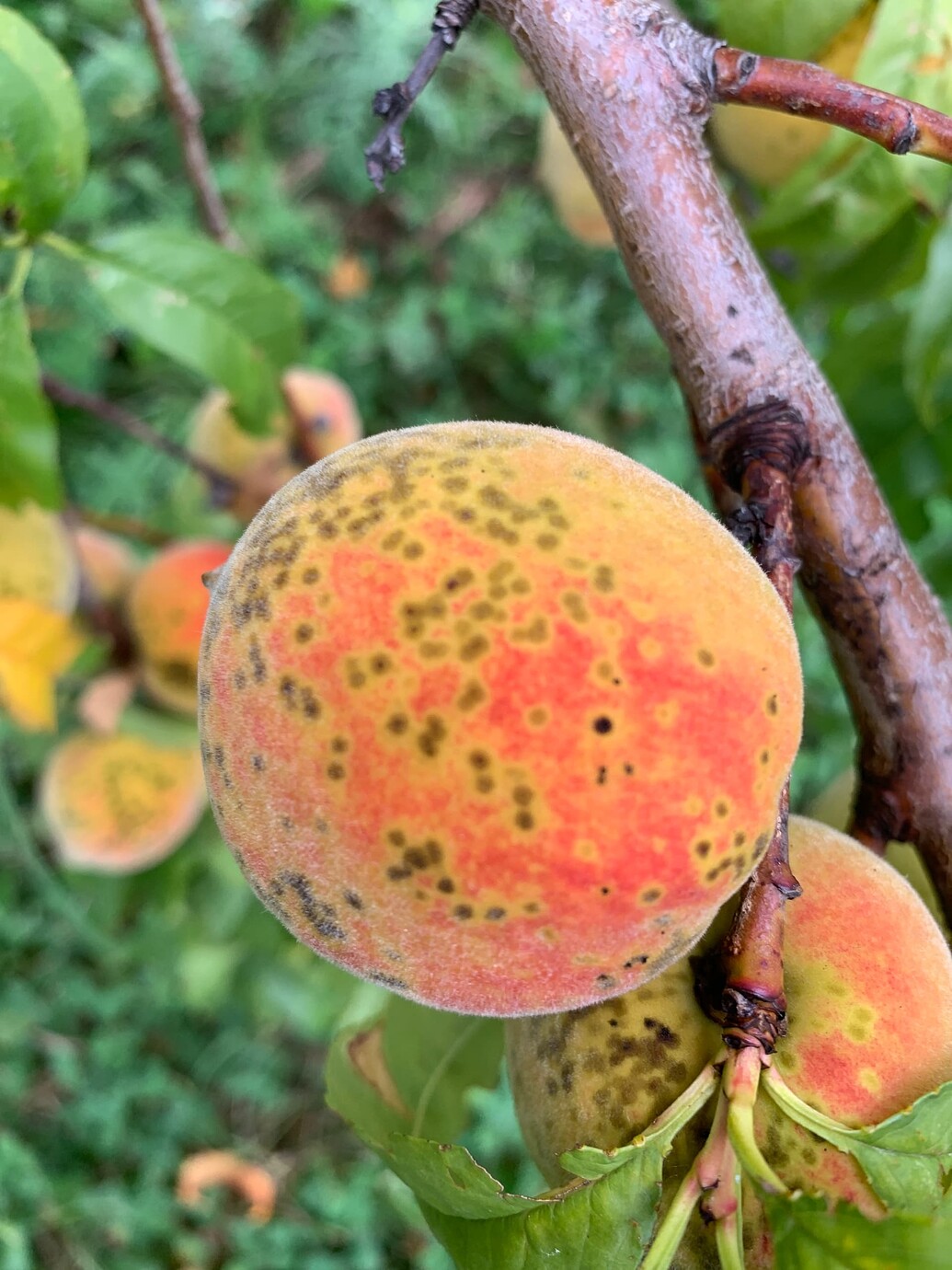 Peach scab? - General Fruit Growing - Growing Fruit