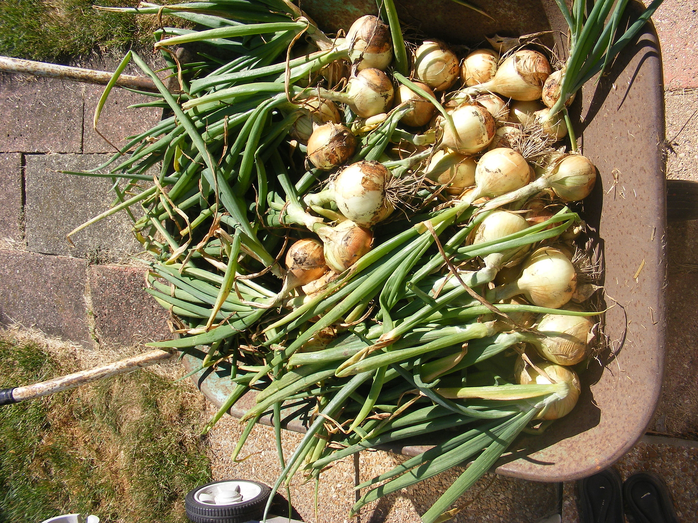 Candy onion harvest - General Gardening - Growing Fruit