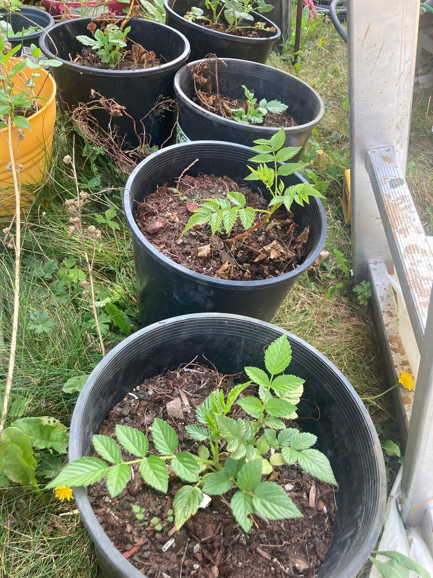 Rubus Probus (Atherton Raspberry, Queensland Raspberry) - General Fruit ...