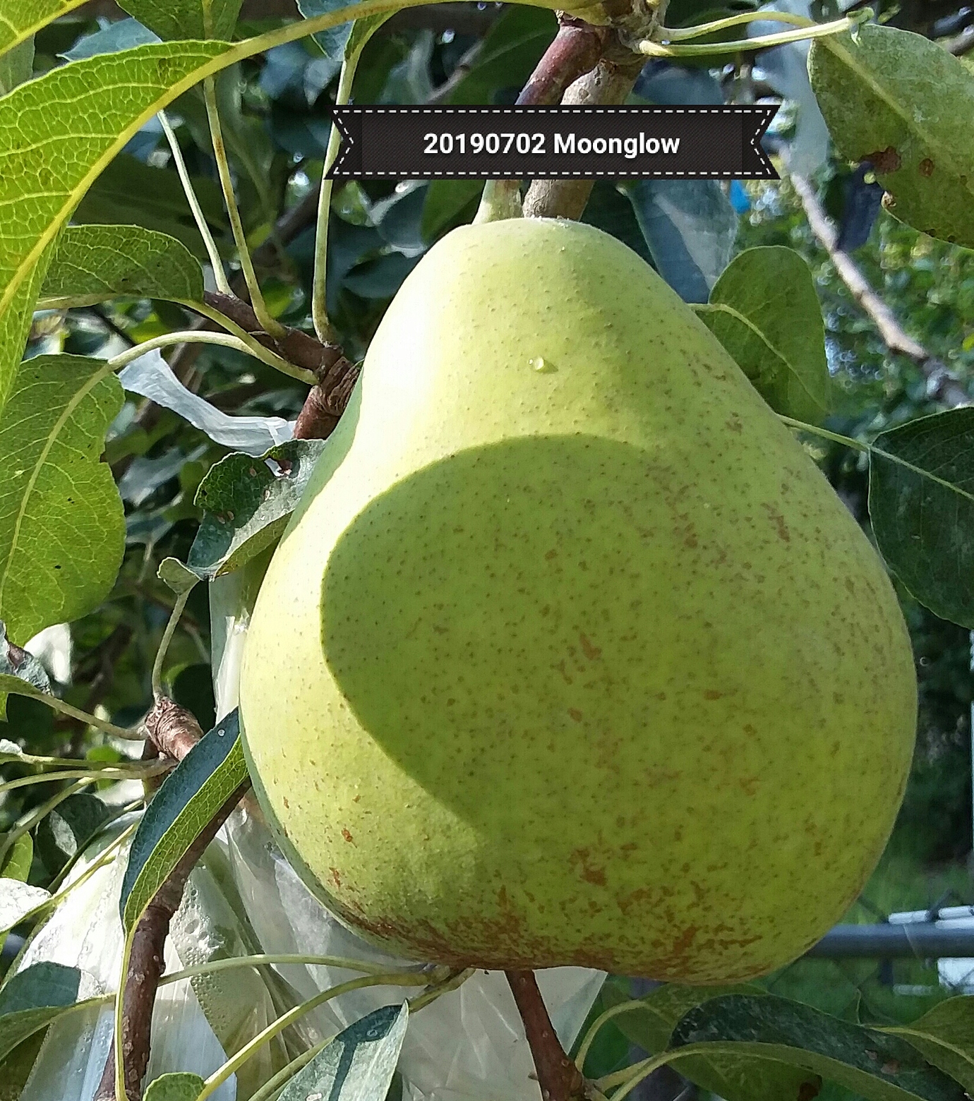 Korean Giant and Moonglow - Pictures! - Growing Fruit