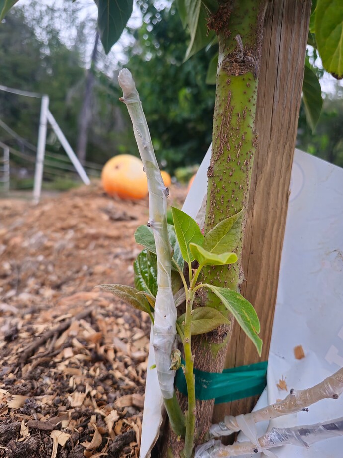 Moisture (Condensation) Buildup in Avocado Scion Parafilm, Turning ...