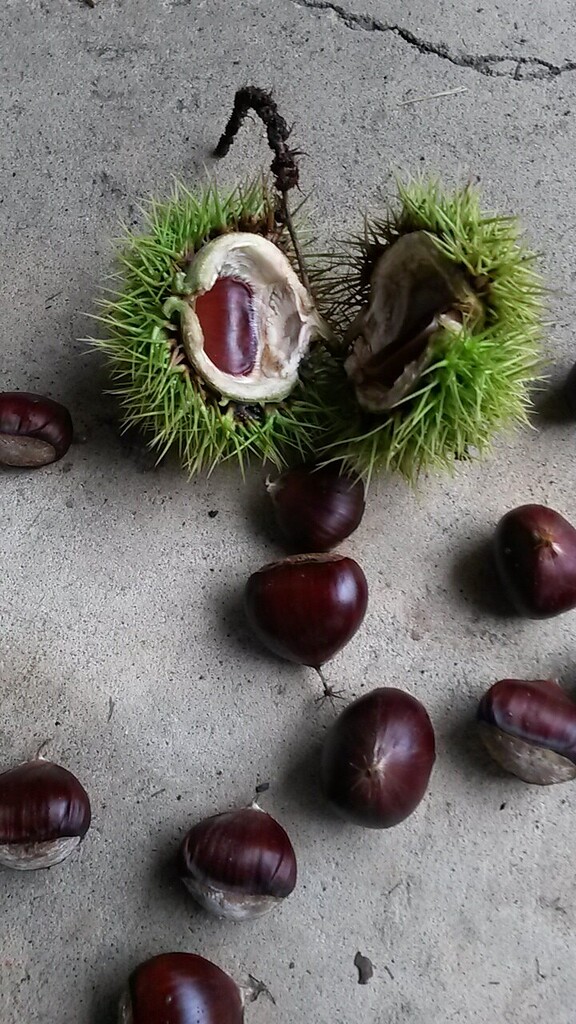 Chestnuts! A few questions - General Fruit Growing - Growing Fruit