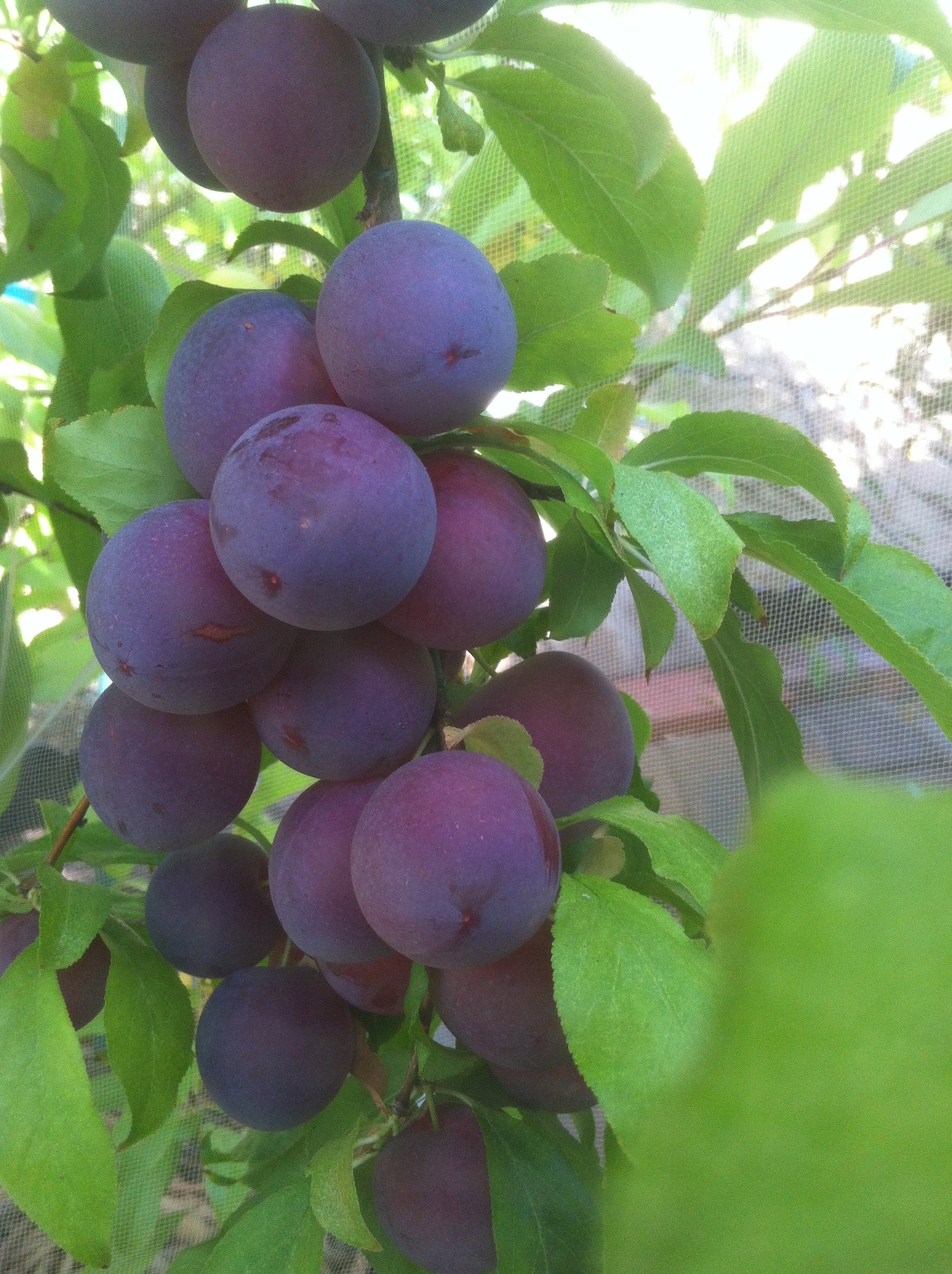 Sweet Treat Pluerry in Maritime Pacific Northwest - General Fruit ...