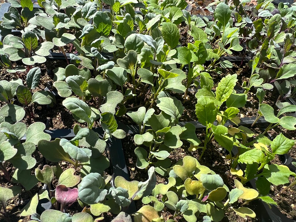 Growing Broccoli Raab (Rapini) in Virginia 7A - advice? - General ...