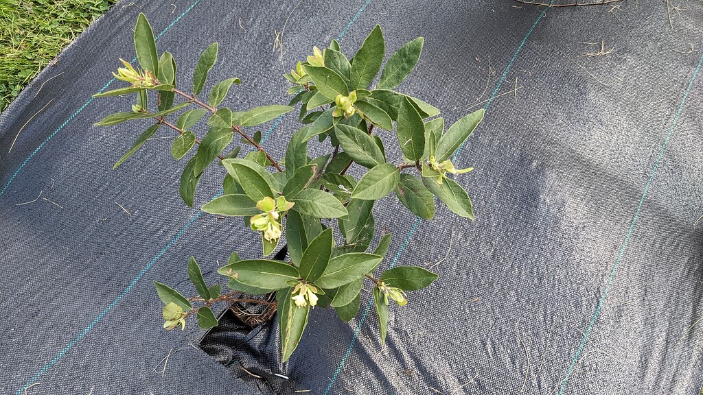 Late Bloom on Honeyberry - What The?!? - General Fruit Growing ...