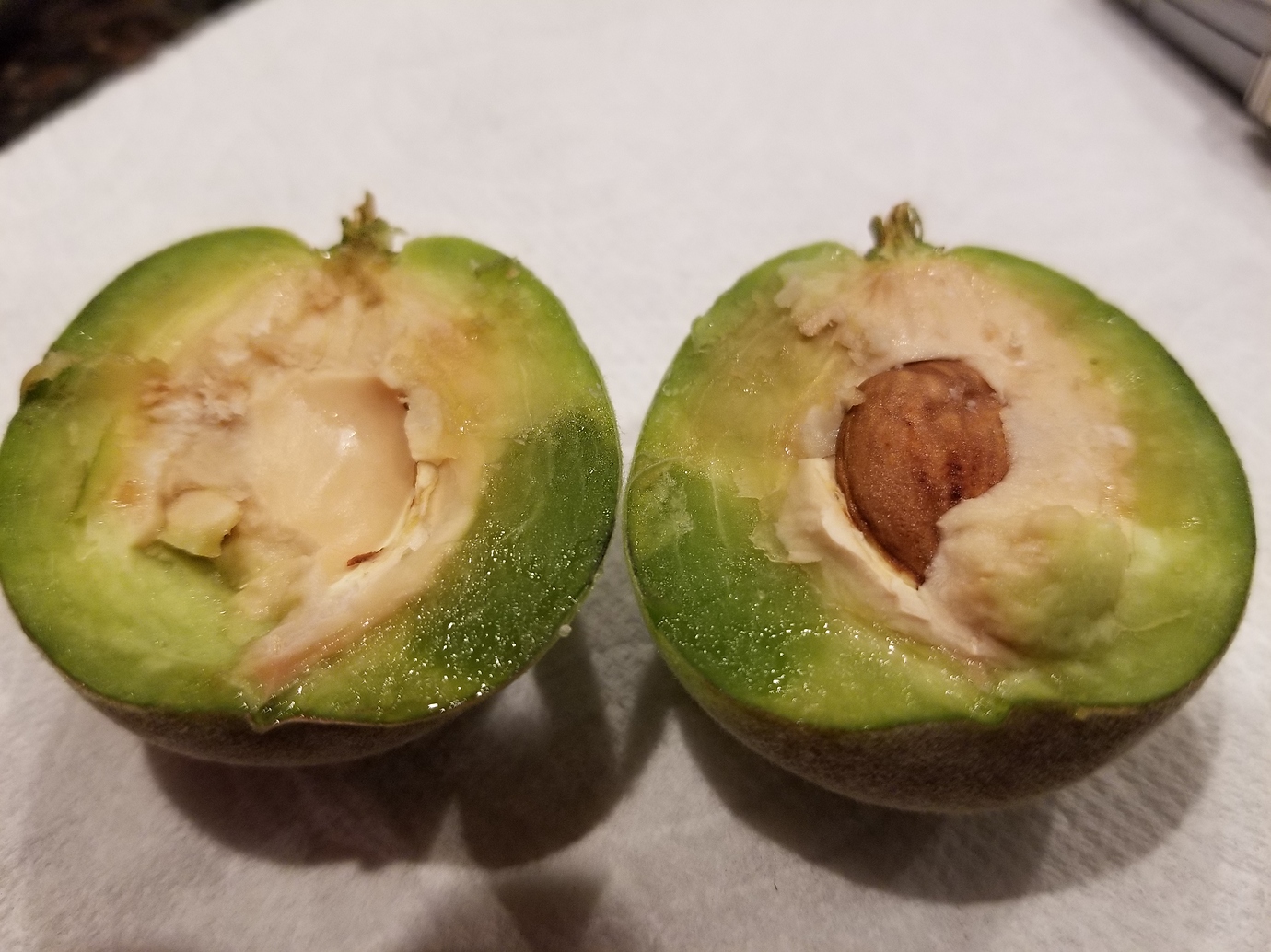 Peaches Oozing Clear Sap - General Fruit Growing - Growing Fruit