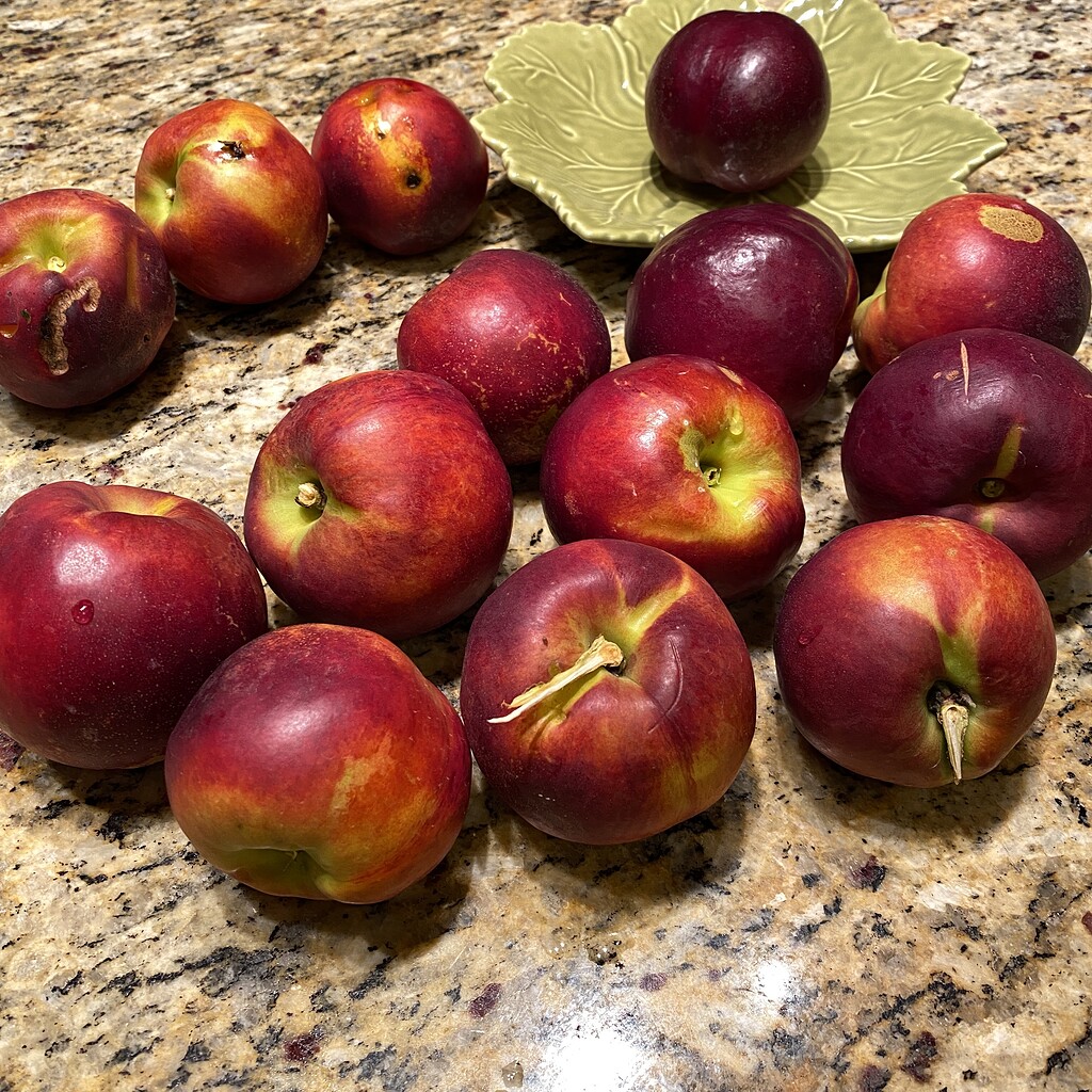 Summer 2021 - Show Us Your Fruit! - Pictures! - Growing Fruit