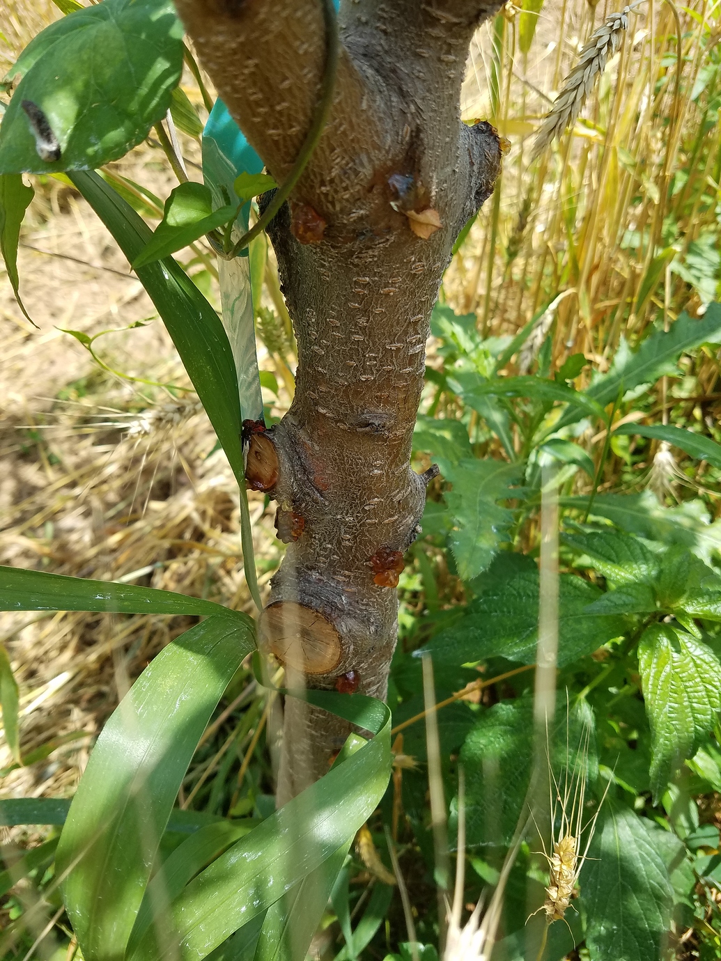 Peach canker or peach borers? - General Fruit Growing - Growing Fruit