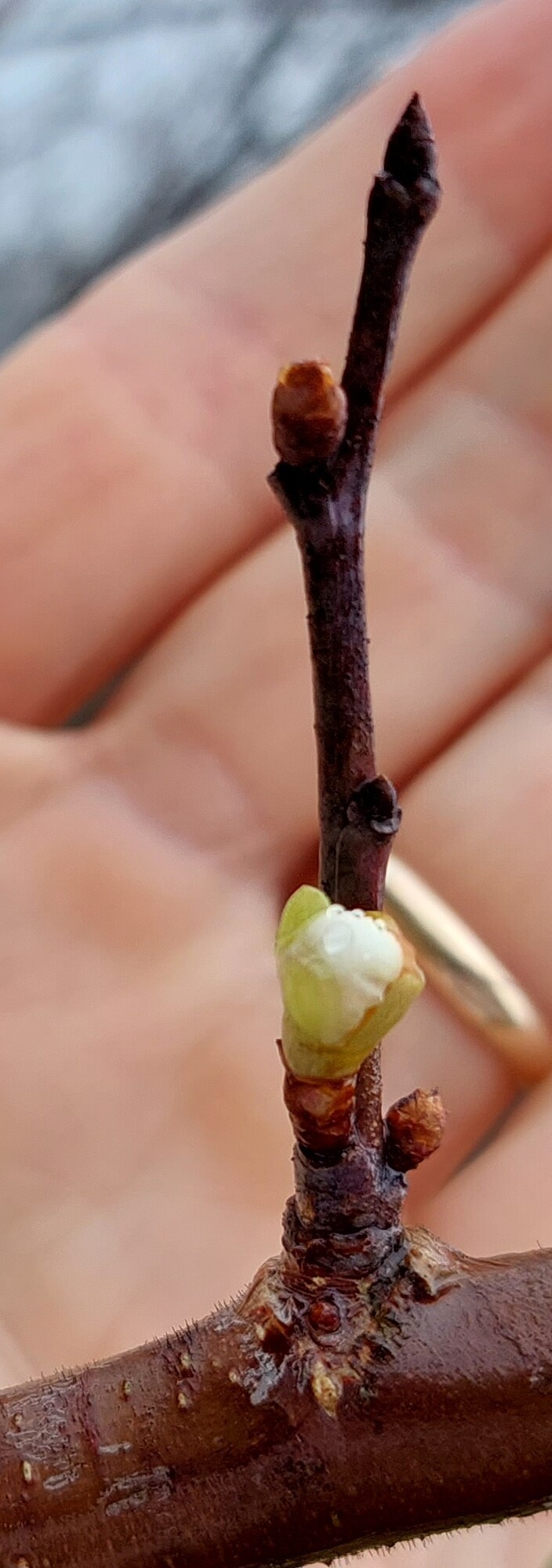 What do fruiting spurs look like on different types of trees? - General ...