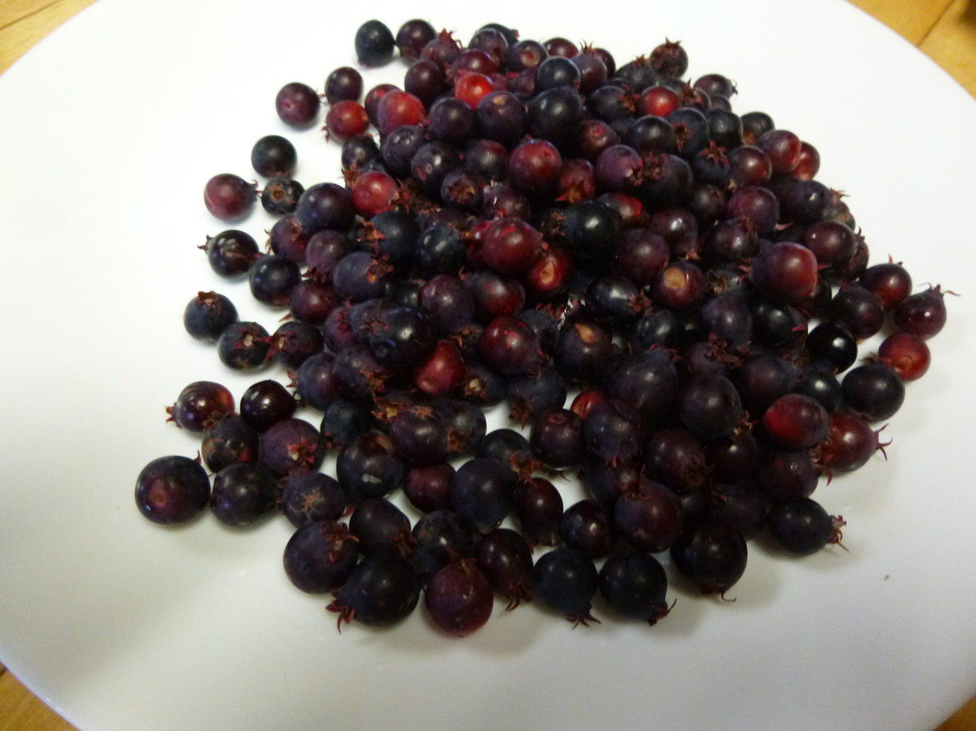 Service berry/Juneberry and cyanide - General Fruit Growing - Growing Fruit