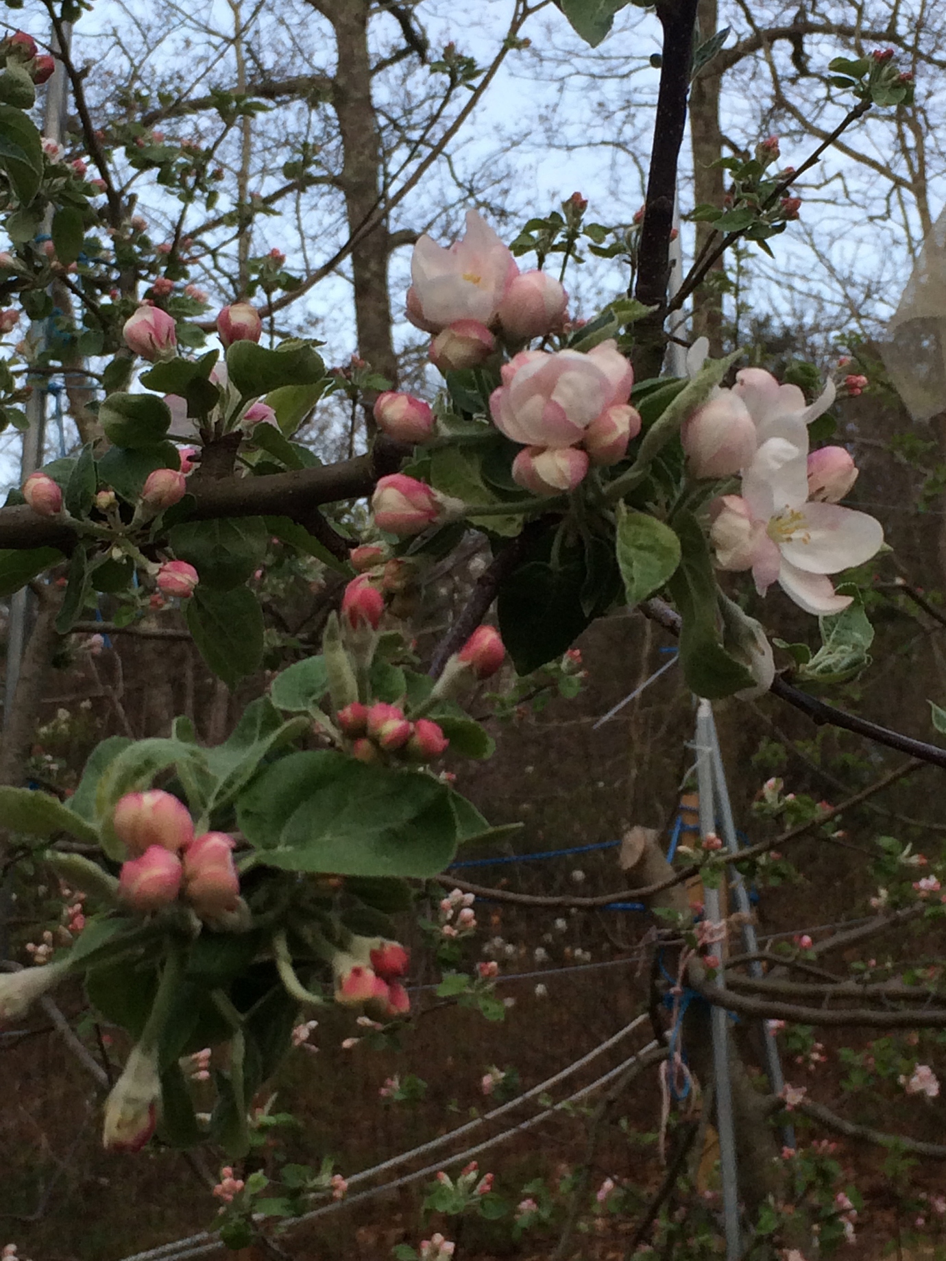 Tall spindle Apple - General Fruit Growing - Growing Fruit