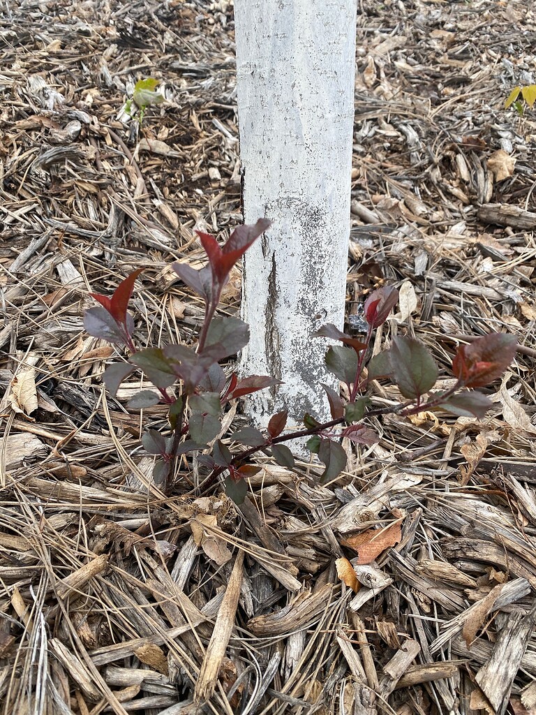 Apple Rootstock ID - General Fruit Growing - Growing Fruit