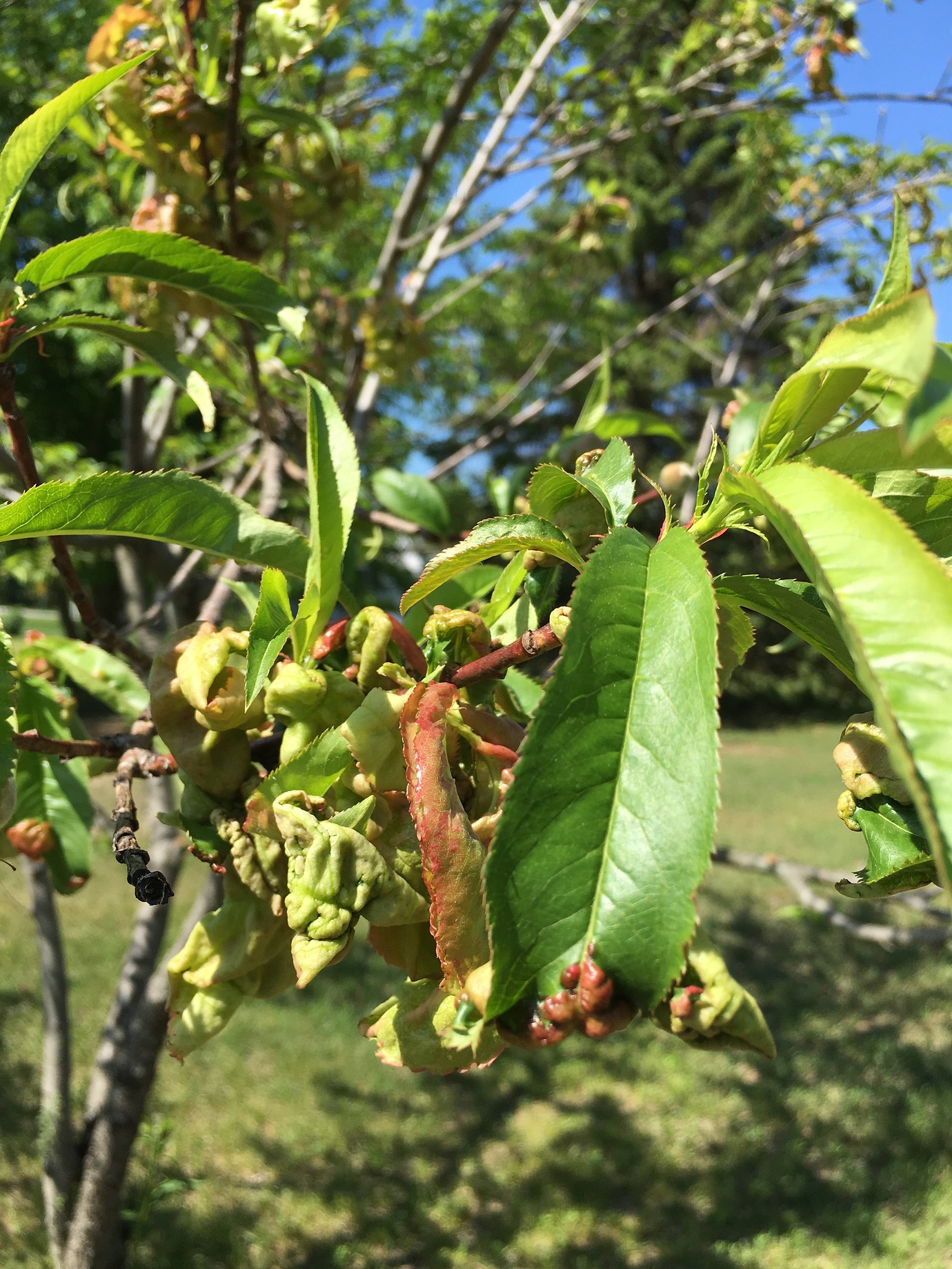 Peach tree help (disease, mineral deficient?) - General Fruit Growing ...