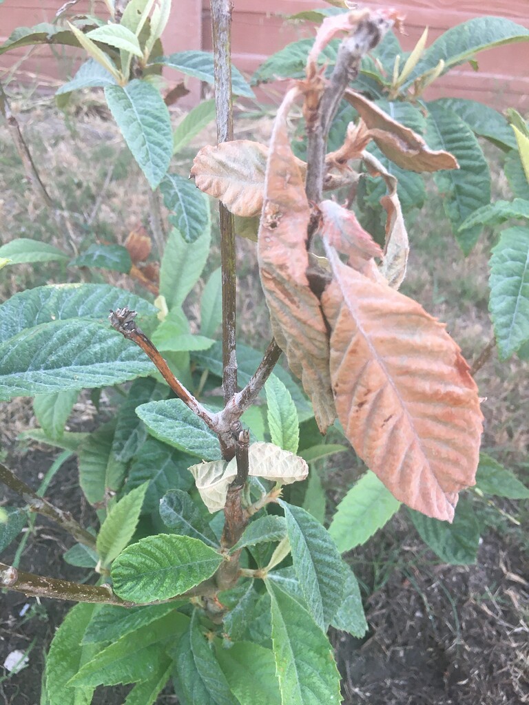 What is wrong with my loquat? - General Fruit Growing - Growing Fruit