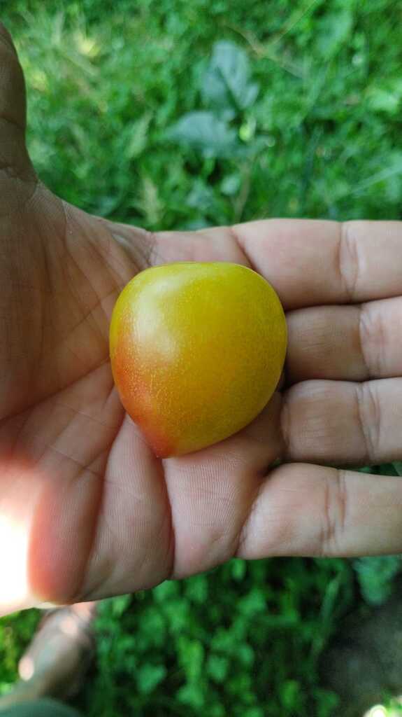 Lemon plum? - General Fruit Growing - Growing Fruit