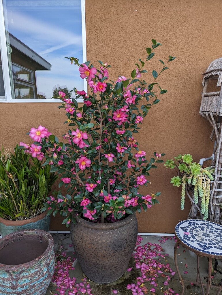 Kanjiro camellia - General Gardening - Growing Fruit