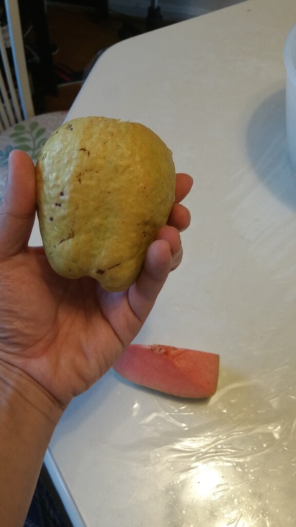 Kenny's guava seedling testing experiment - General Fruit Growing ...