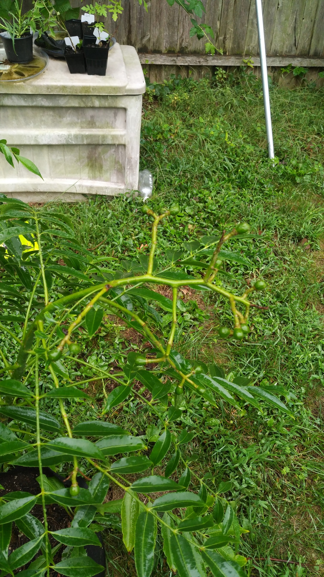 Spondias dulcis aka June Plum, Golden Apple, Ambarella, Pommecythere ...