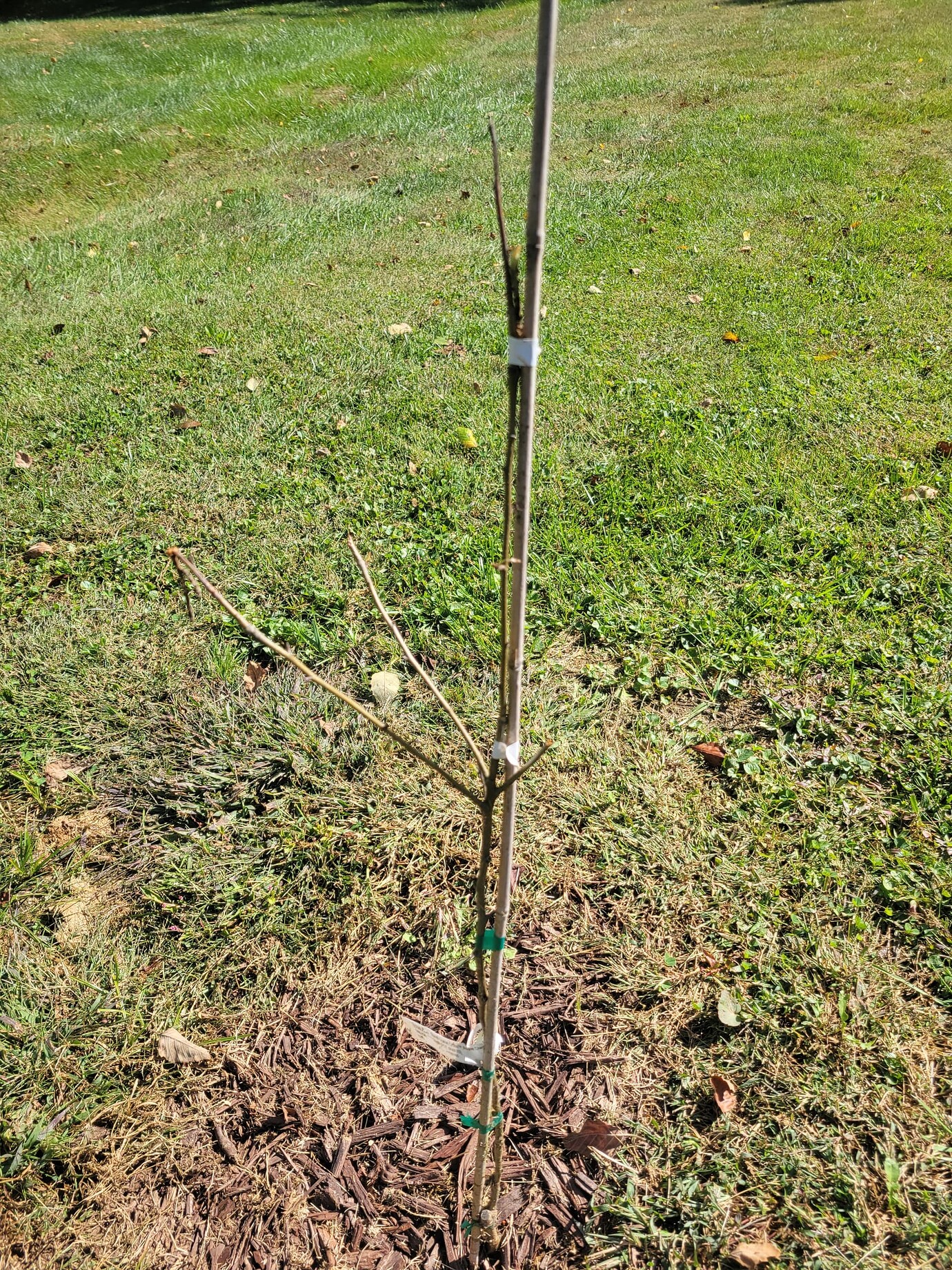 September Apples - General Fruit Growing - Growing Fruit