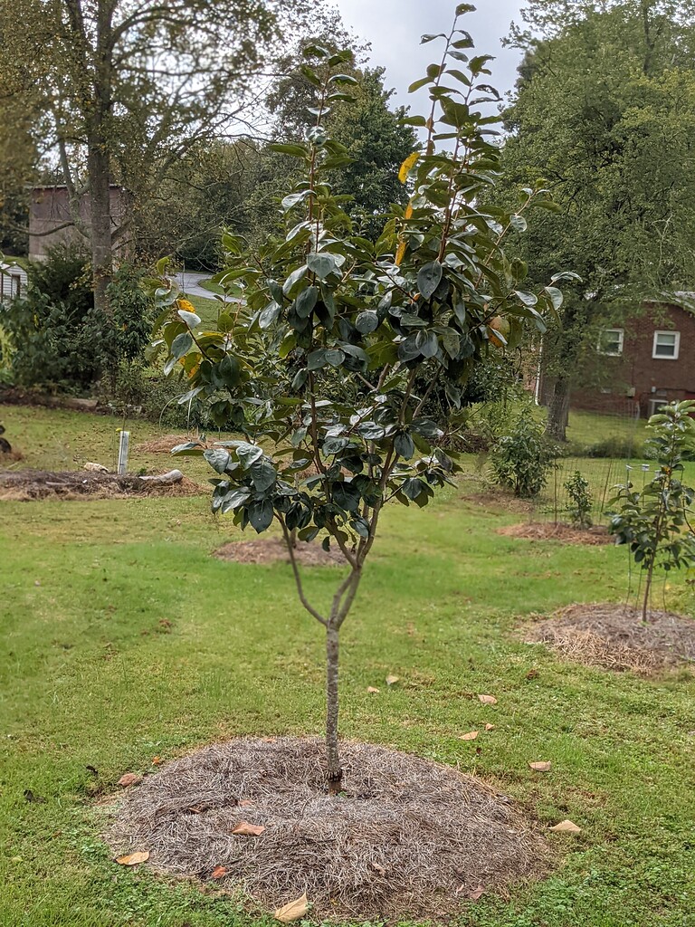 Graft incompatibility with D. kaki 'Sheng' on D. virginiana or ...