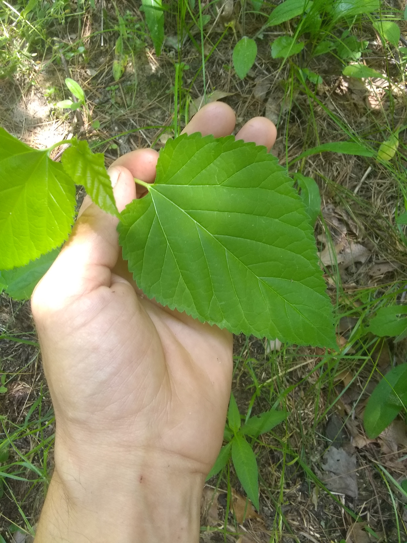 Mulberry seedling i.d. red or white - General Fruit Growing - Growing Fruit