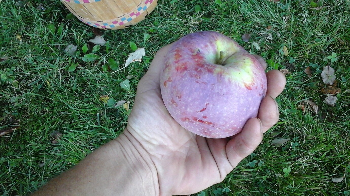 Blue Pearmain apple - General Fruit Growing - Growing Fruit