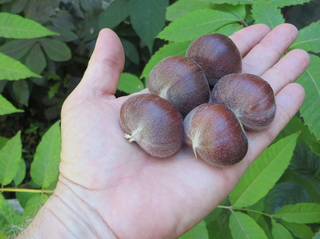 Dunstan chestnuts - General Fruit Growing - Growing Fruit