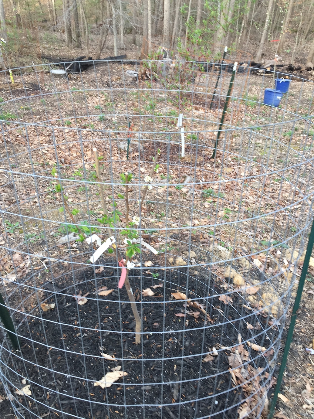 How to deter deer from fruit trees - General Fruit Growing - Growing Fruit