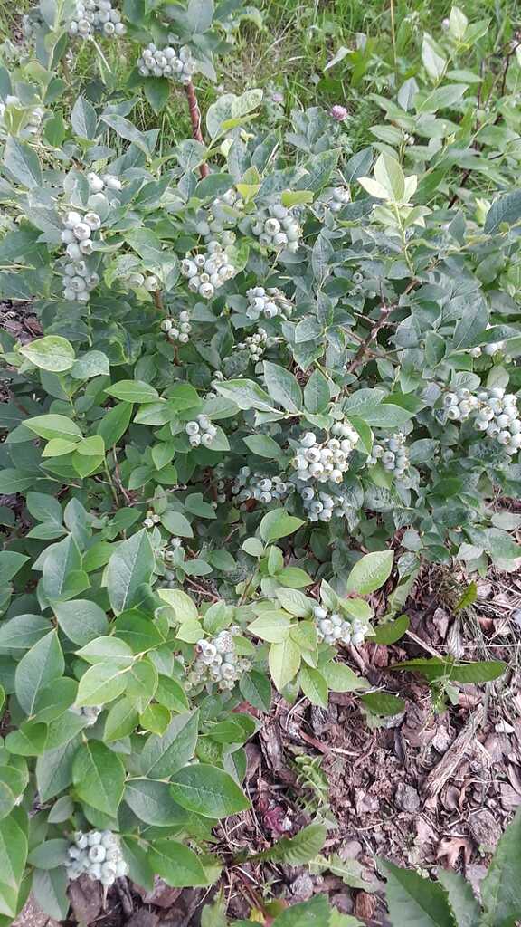 Best Blueberry Crop - Pictures! - Growing Fruit