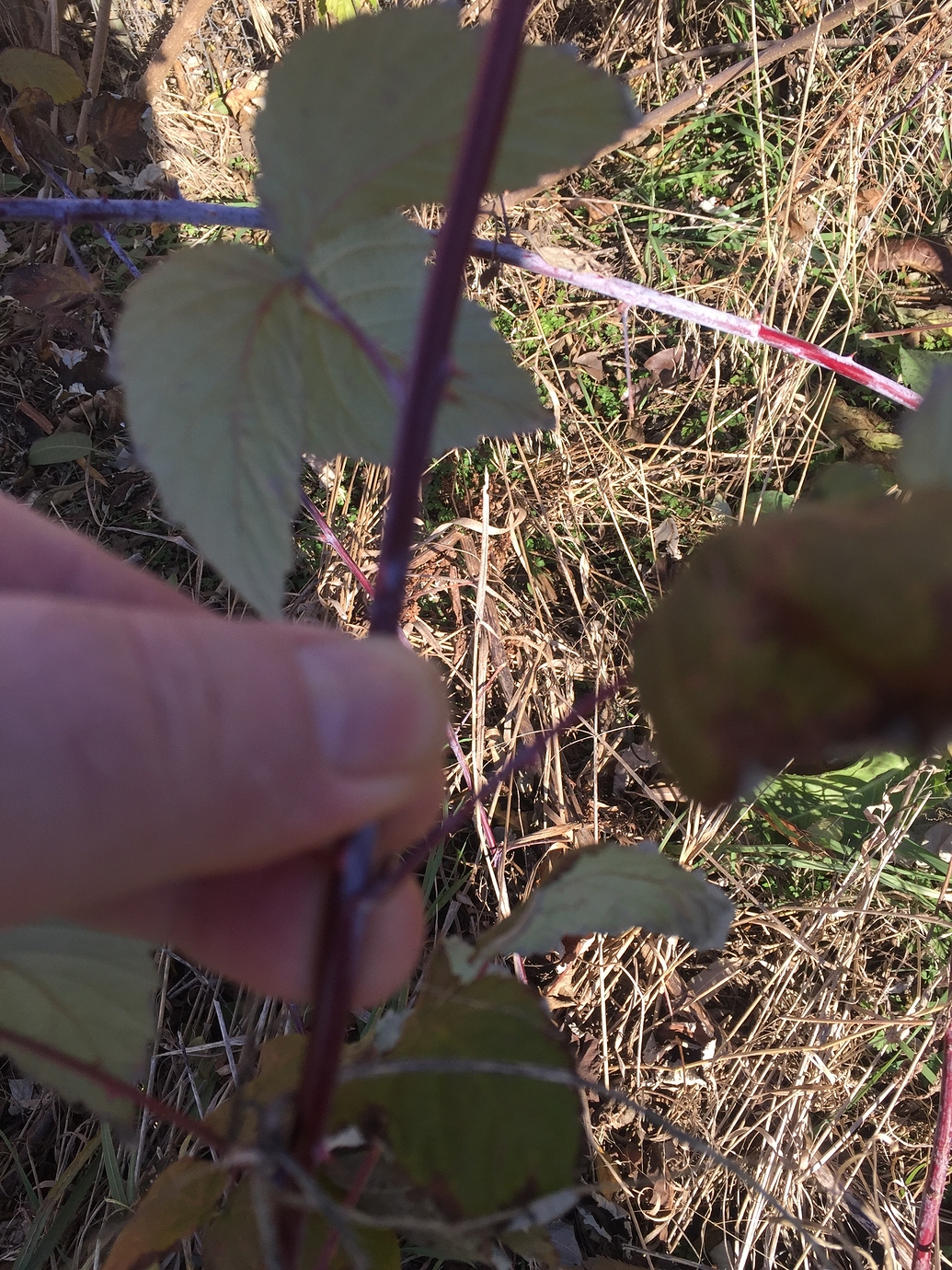 When to take propagate blackberry cuttings? - General Fruit Growing ...